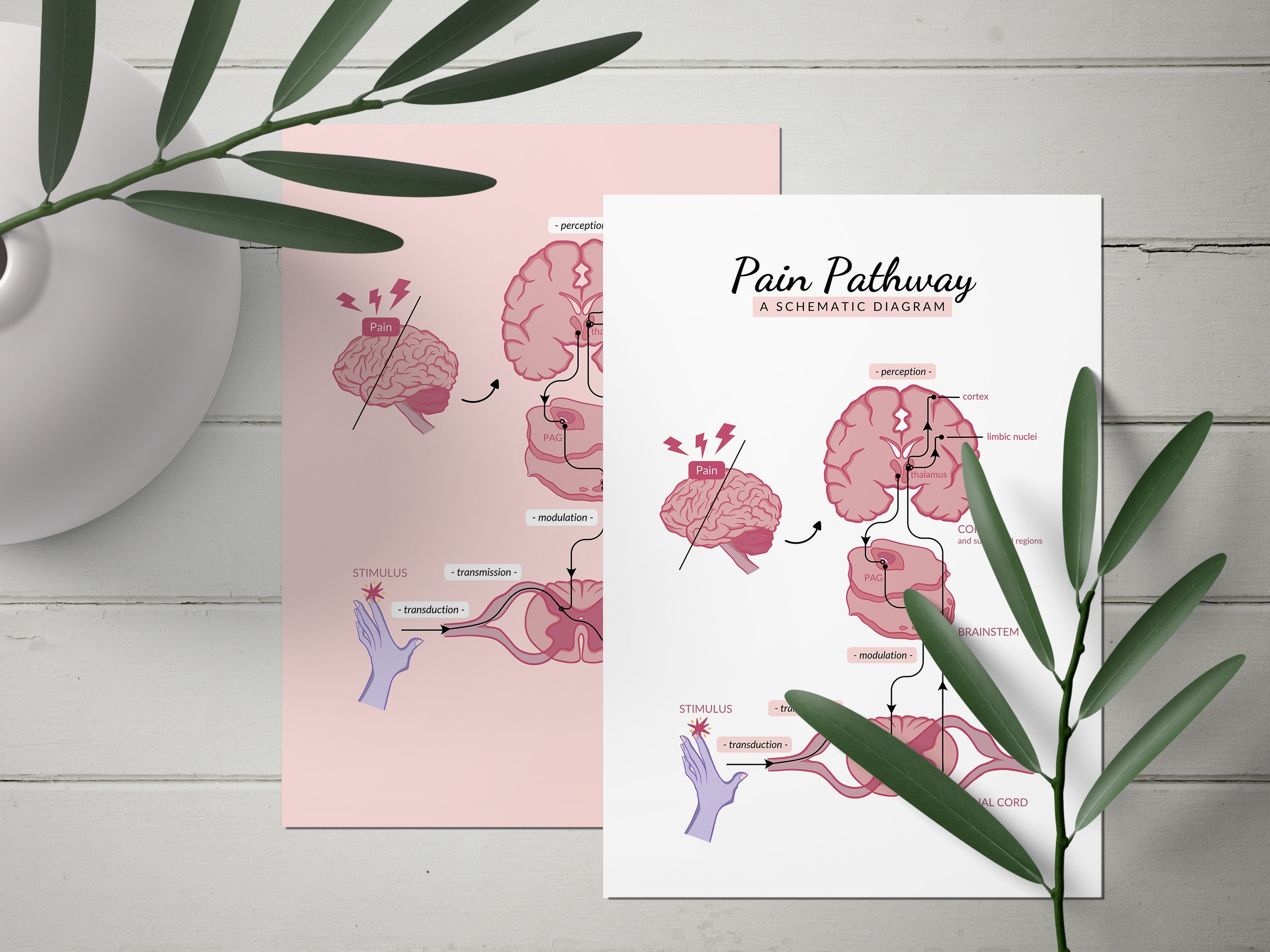 Pain Pathway Diagram | PNG Images & Canva | PDF + JPG | Spinal Cord ...