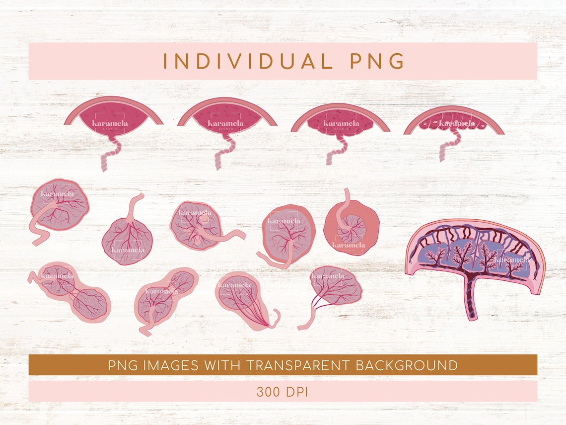 Placenta Structure | Placenta Grading | Different Placenta Types | PNG & Canva | PDF + JPG ...