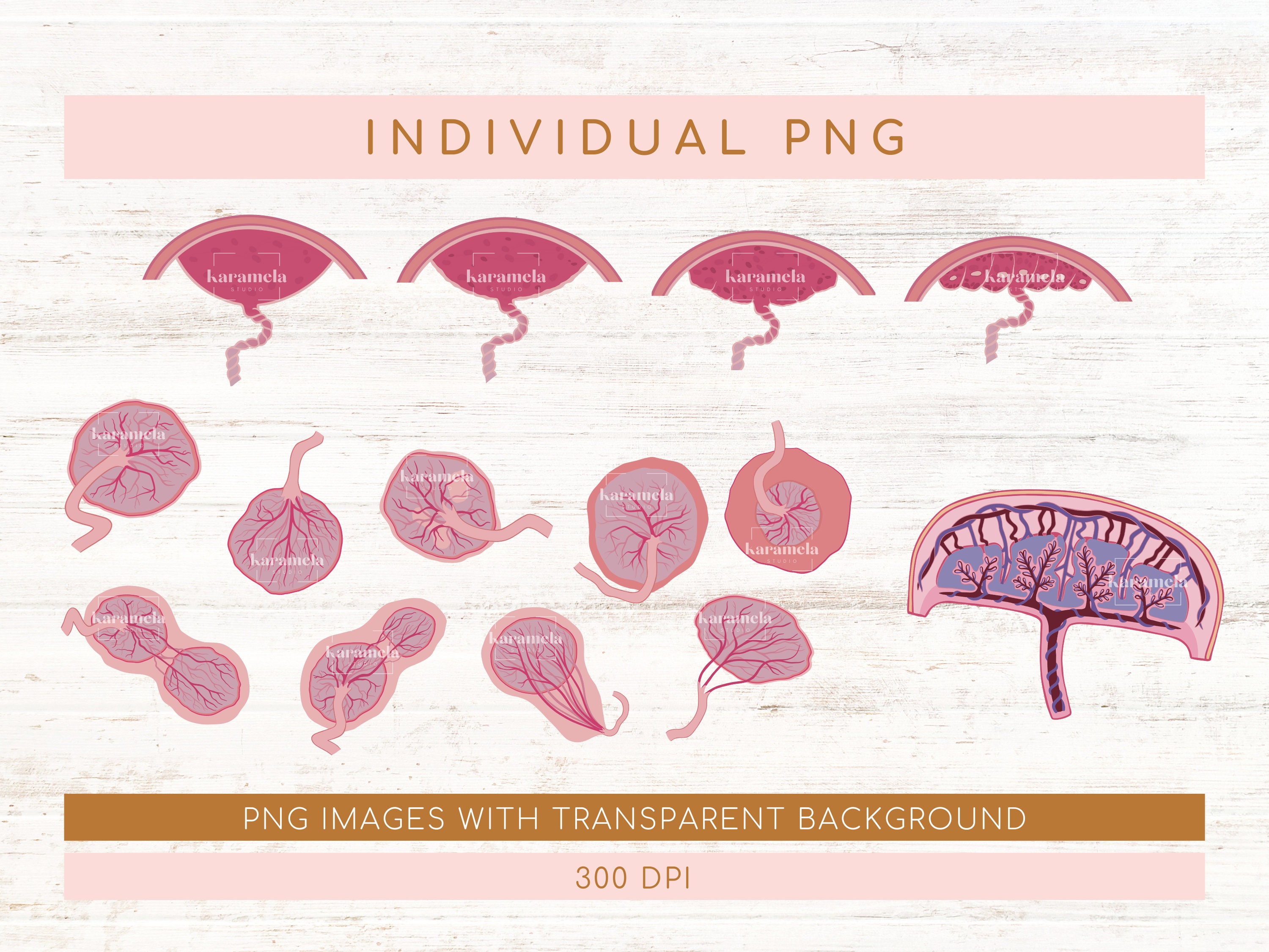 Placenta Structure | Placenta Grading | Different Placenta Types | PNG ...