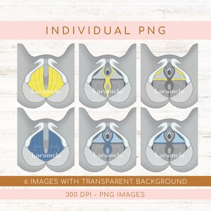 Female Pelvic Floor Muscles Anatomy | PDF + JPG Prints | PNG & Canva ...