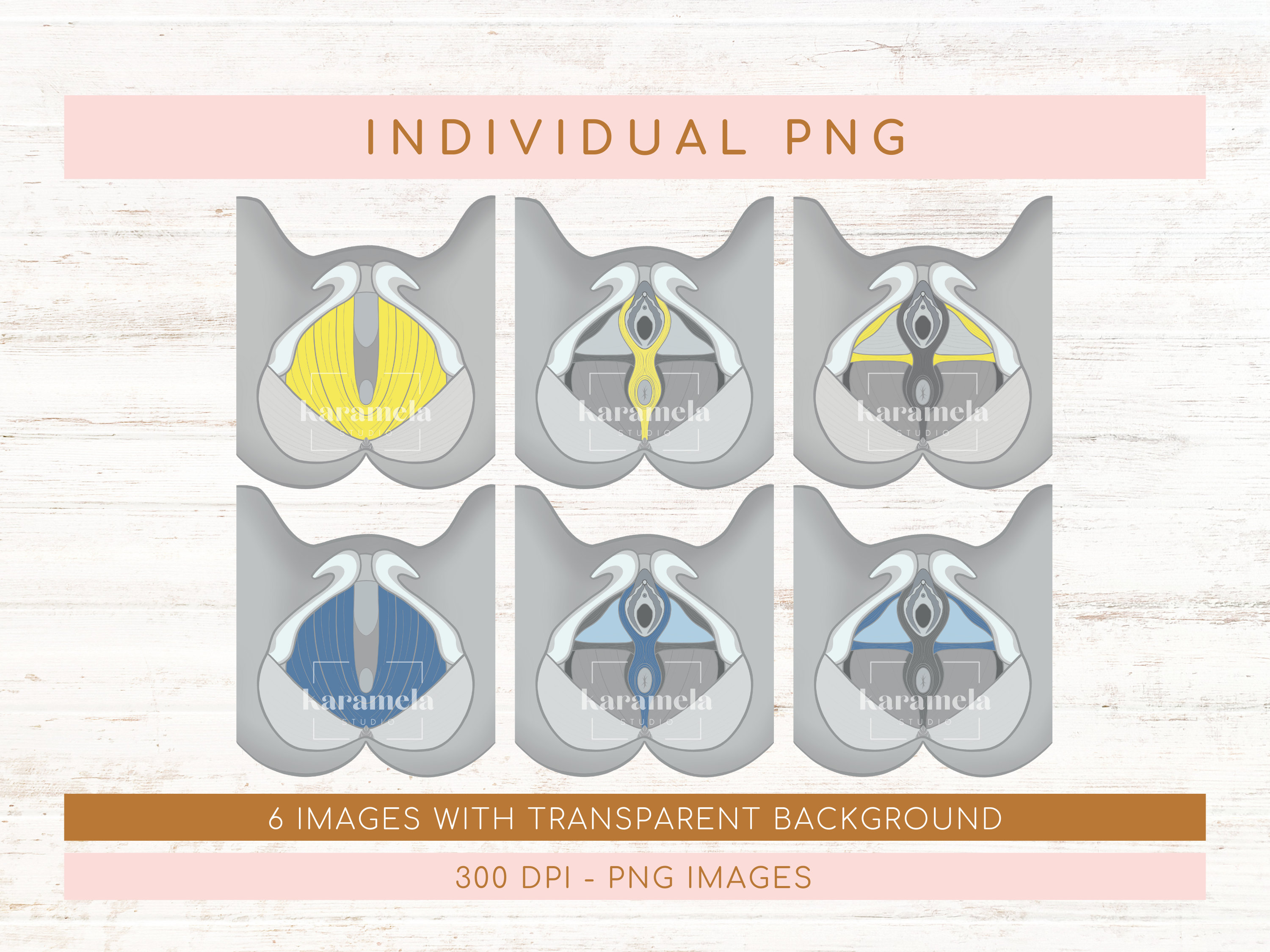 Female Pelvic Floor Muscles Anatomy Pdf Jpg Prints Png Canva