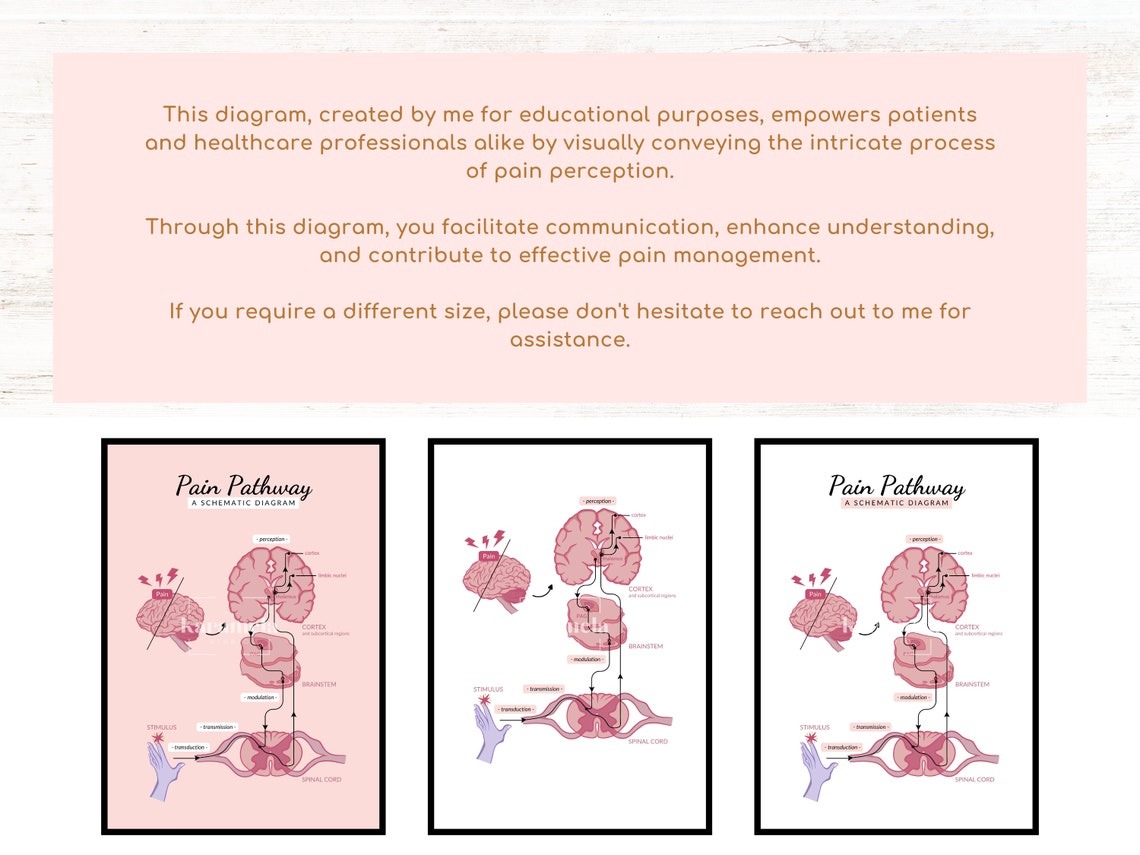 Pain Pathway Diagram | PNG Images & Canva | PDF + JPG | Spinal Cord ...