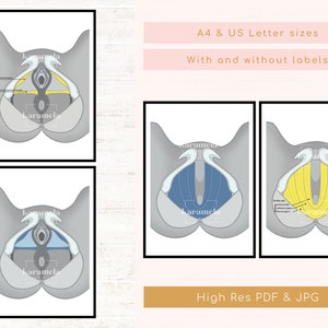 Female Pelvic Floor Muscles Anatomy | PDF + JPG Prints | PNG & Canva ...