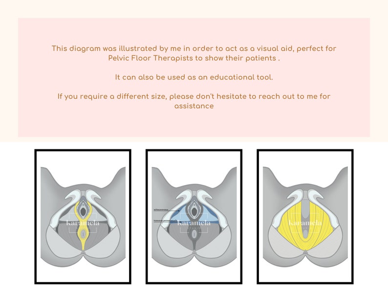 Female Pelvic Floor Muscles Anatomy | PDF + JPG Prints | PNG & Canva ...