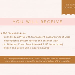 Male Reproductive System Anterior and Lateral View Pelvic Physical ...