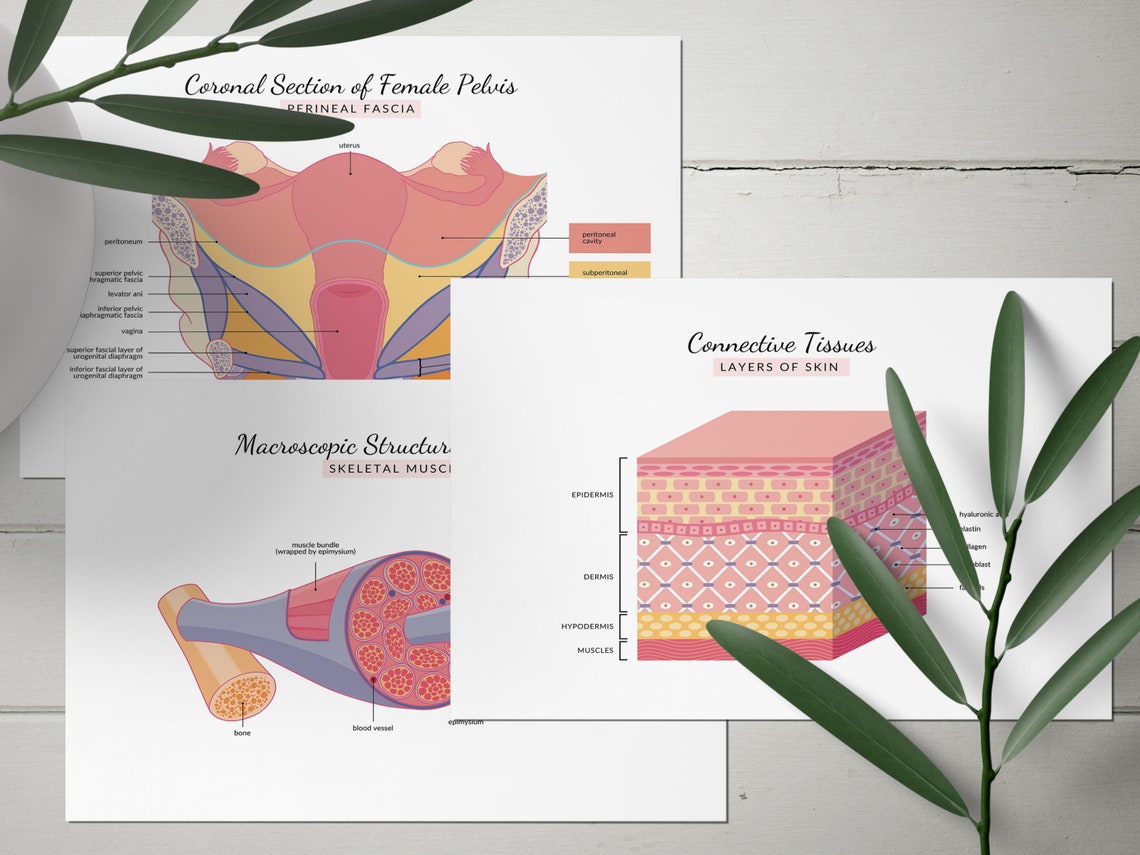 Coronal Section of Female Pelvis - Perineal Fascia | Skeletal Muscle ...