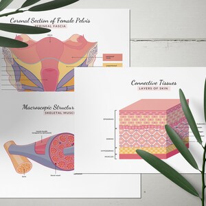 Coronal Section of Female Pelvis - Perineal Fascia | Skeletal Muscle ...