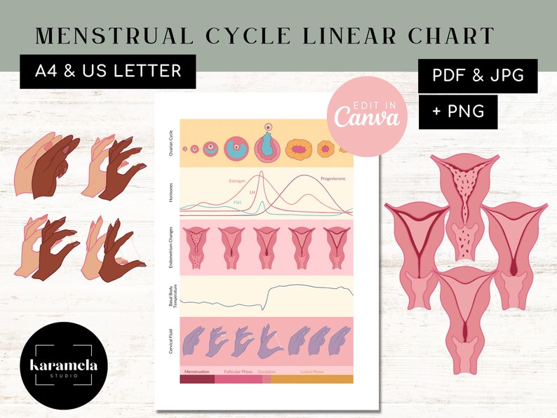 Menstrual Cycle Linear Chart | Follicular Phase - Menstruation ...
