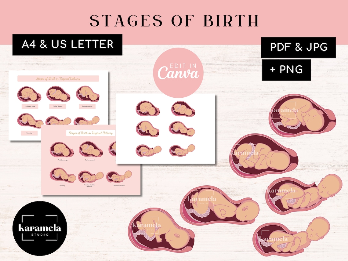 Mechanism of Labour Stages of Birth PNG Images & Canva PDF JPG Female ...
