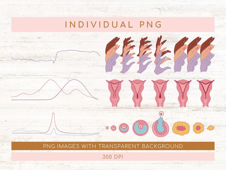 Menstrual Cycle Linear Chart | Follicular Phase - Menstruation ...