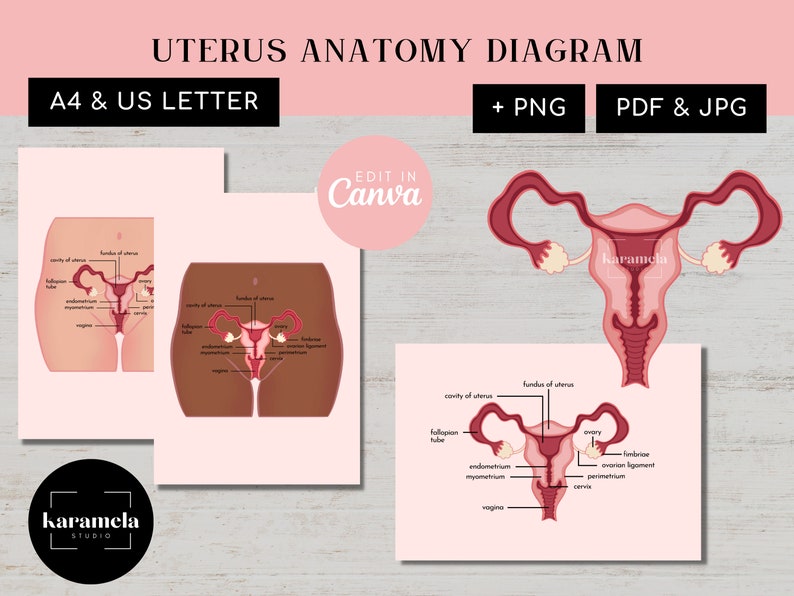 Uterus Anatomy PNG Images & Canva PDF JPG Female Reproductive System ...