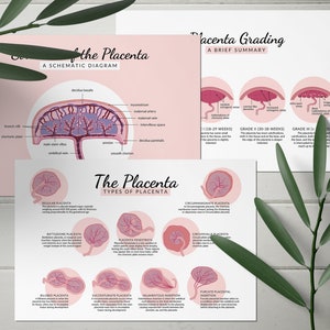 Placenta Structure | Placenta Grading | Different Placenta Types | PNG ...