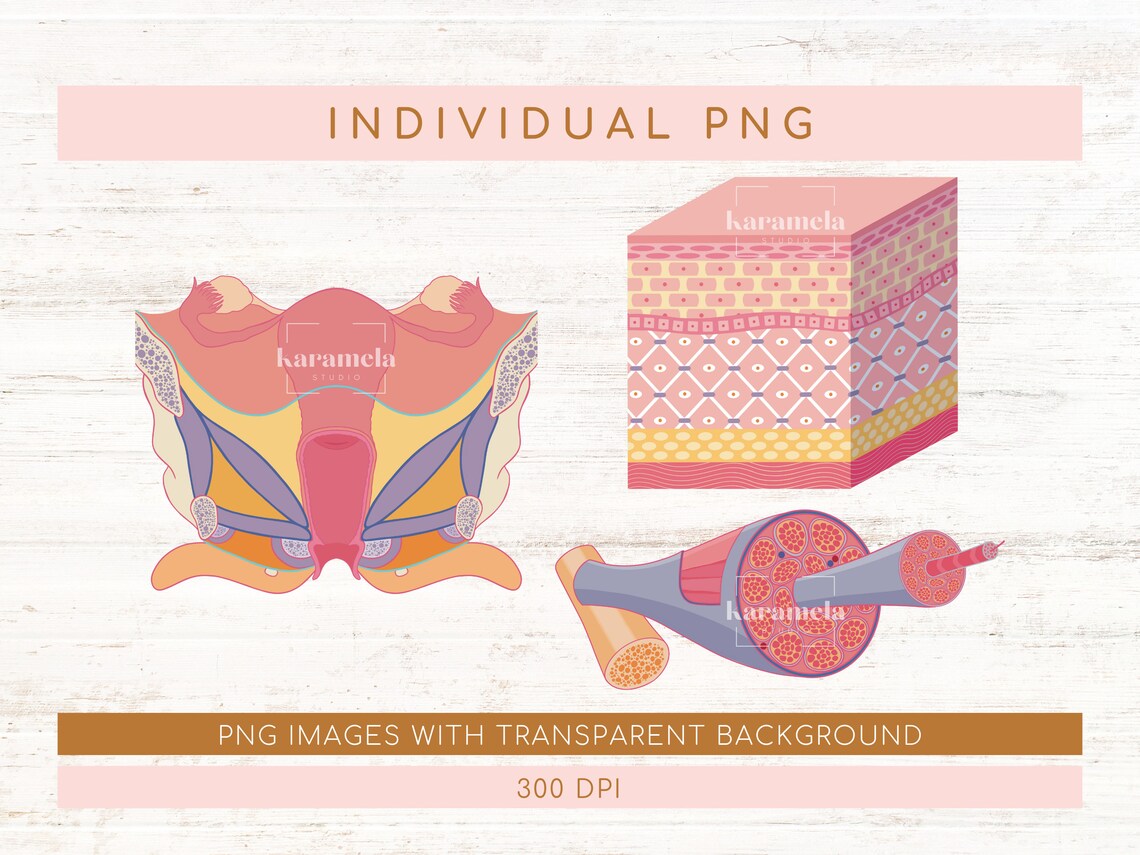 Coronal Section of Female Pelvis - Perineal Fascia | Skeletal Muscle ...