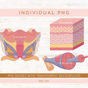 Coronal Section of Female Pelvis - Perineal Fascia | Skeletal Muscle ...