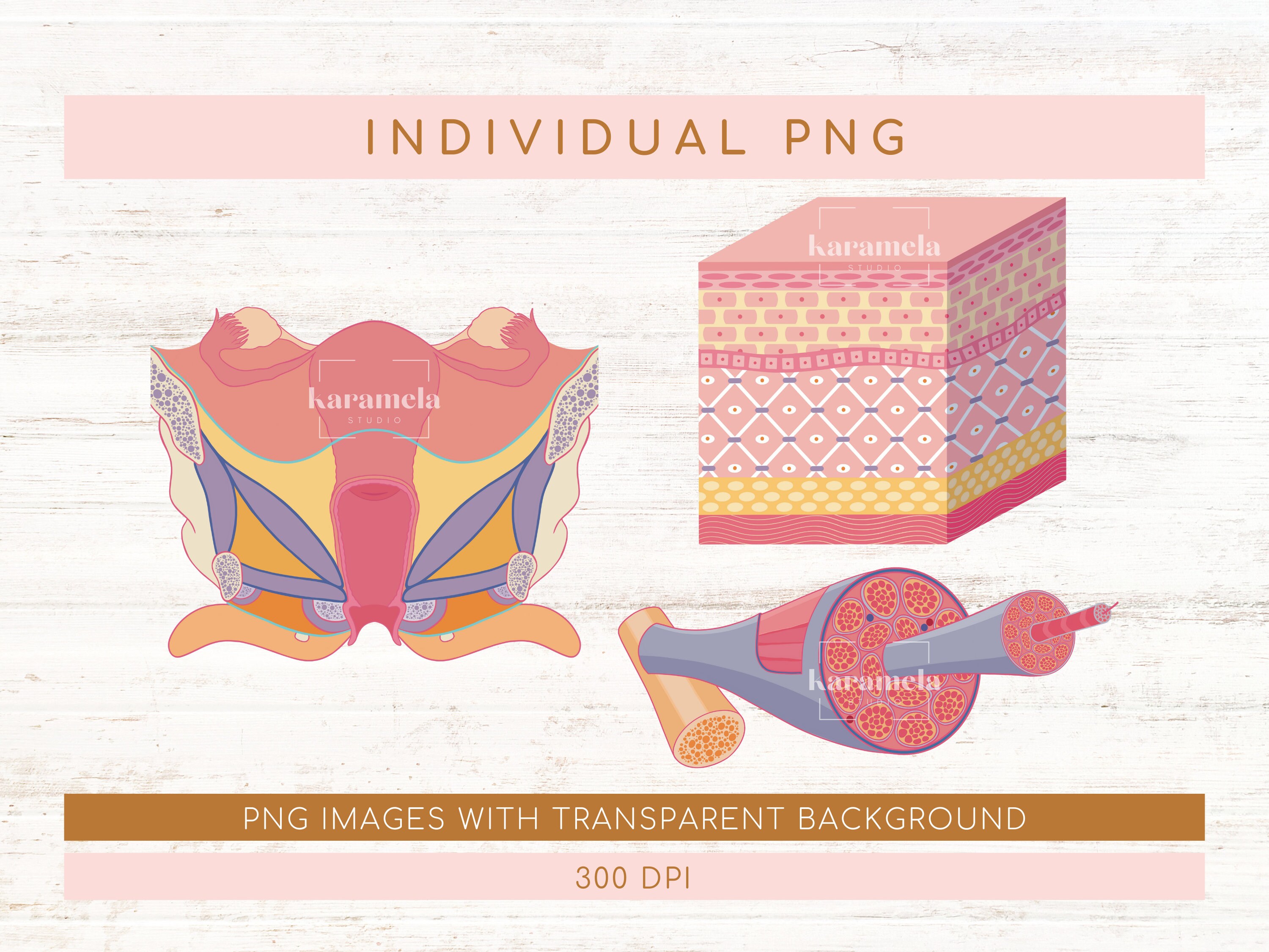 Coronal Section of Female Pelvis - Perineal Fascia | Skeletal Muscle ...