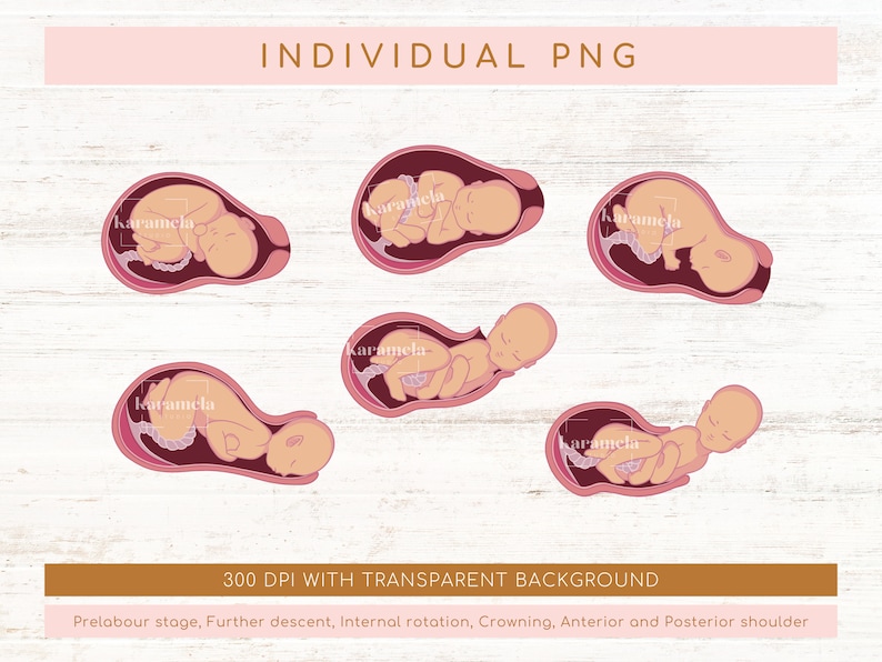 Mechanism of Labour Stages of Birth PNG Images & Canva PDF JPG Female ...