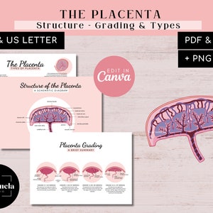 Placenta Structure | Placenta Grading | Different Placenta Types | PNG ...