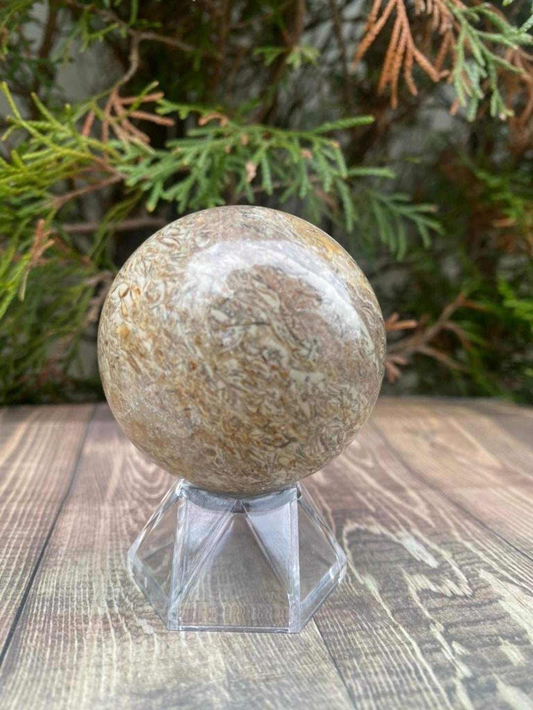 231.g Fossil Dinosaur Sphere: Ammonite Fossil Crystal Ball Unveil ...