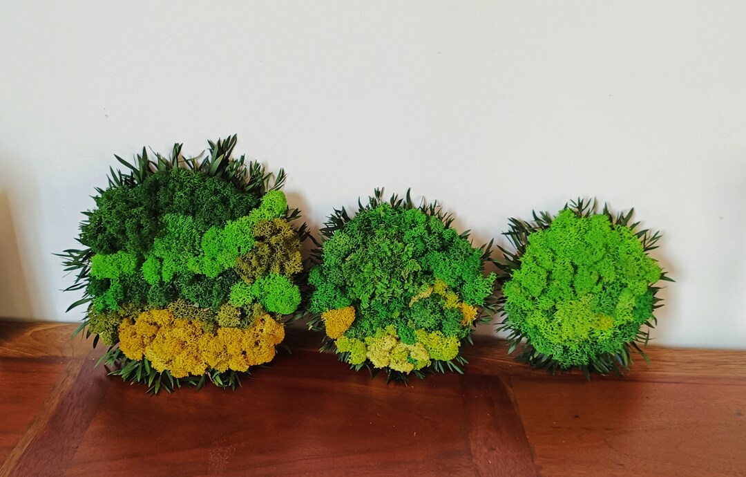 Set of 3 Preserved Moss Wall Art Pieces for Chic Living Decor - Etsy