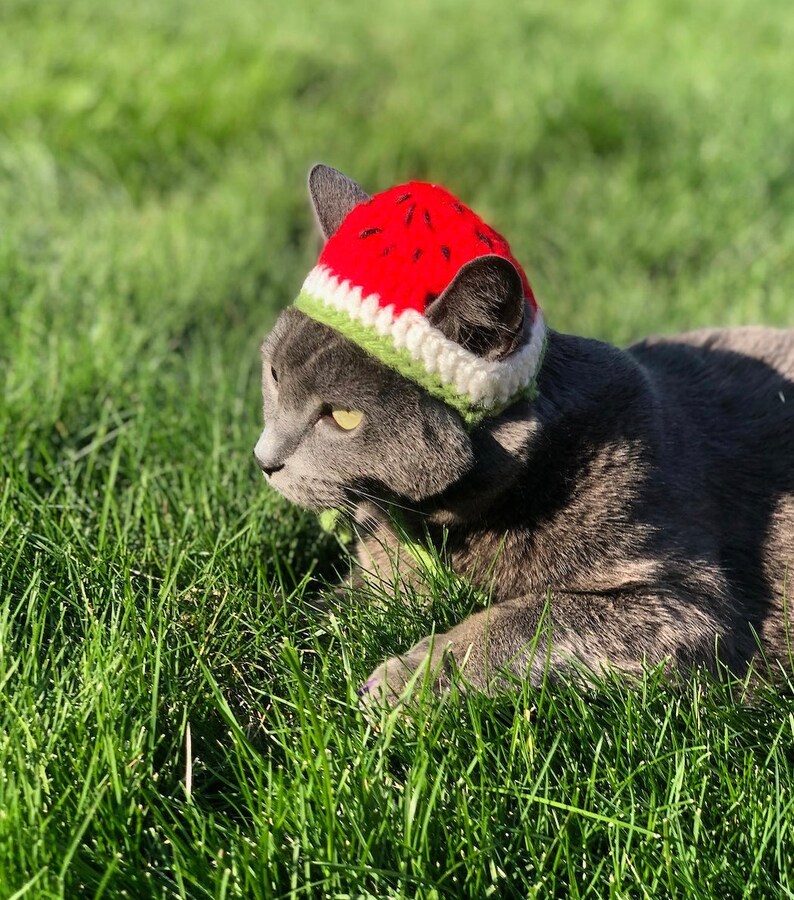 Cat Watermelon Hat - Available for All Pets - Dog / Cat / Pet Hat - Etsy
