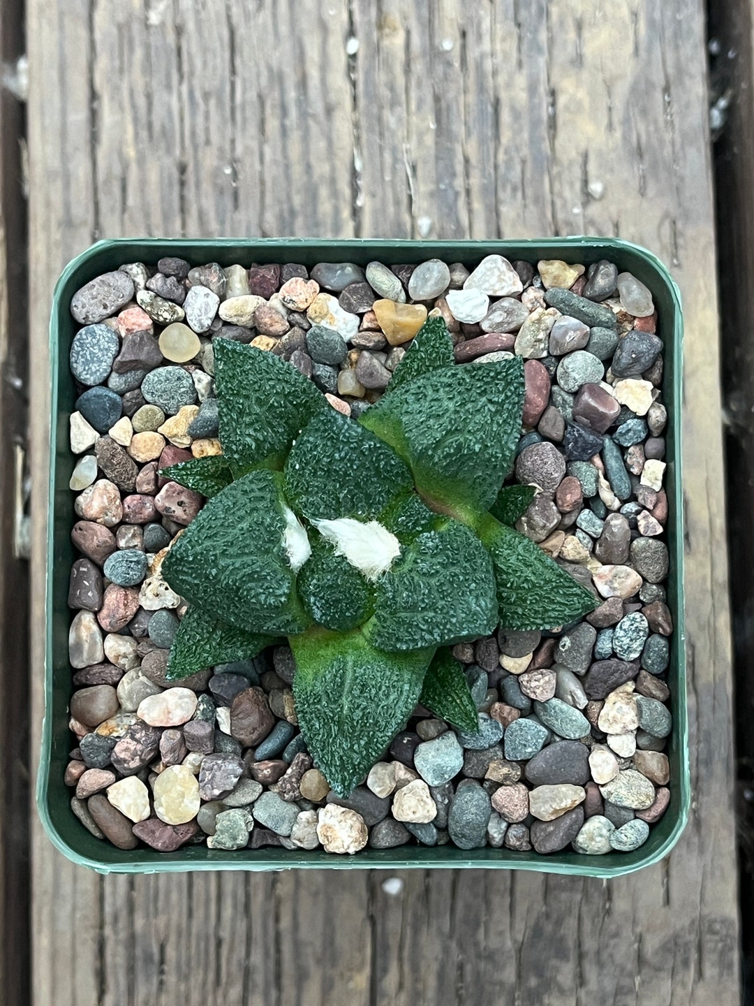 Ario Godzilla Cactus - Etsy