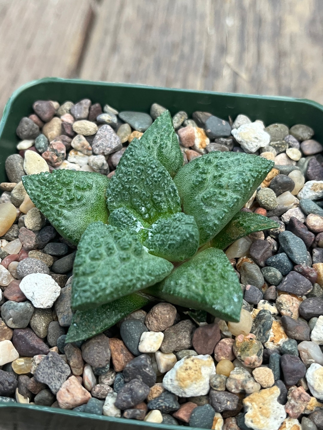 Ario Godzilla Cactus - Etsy