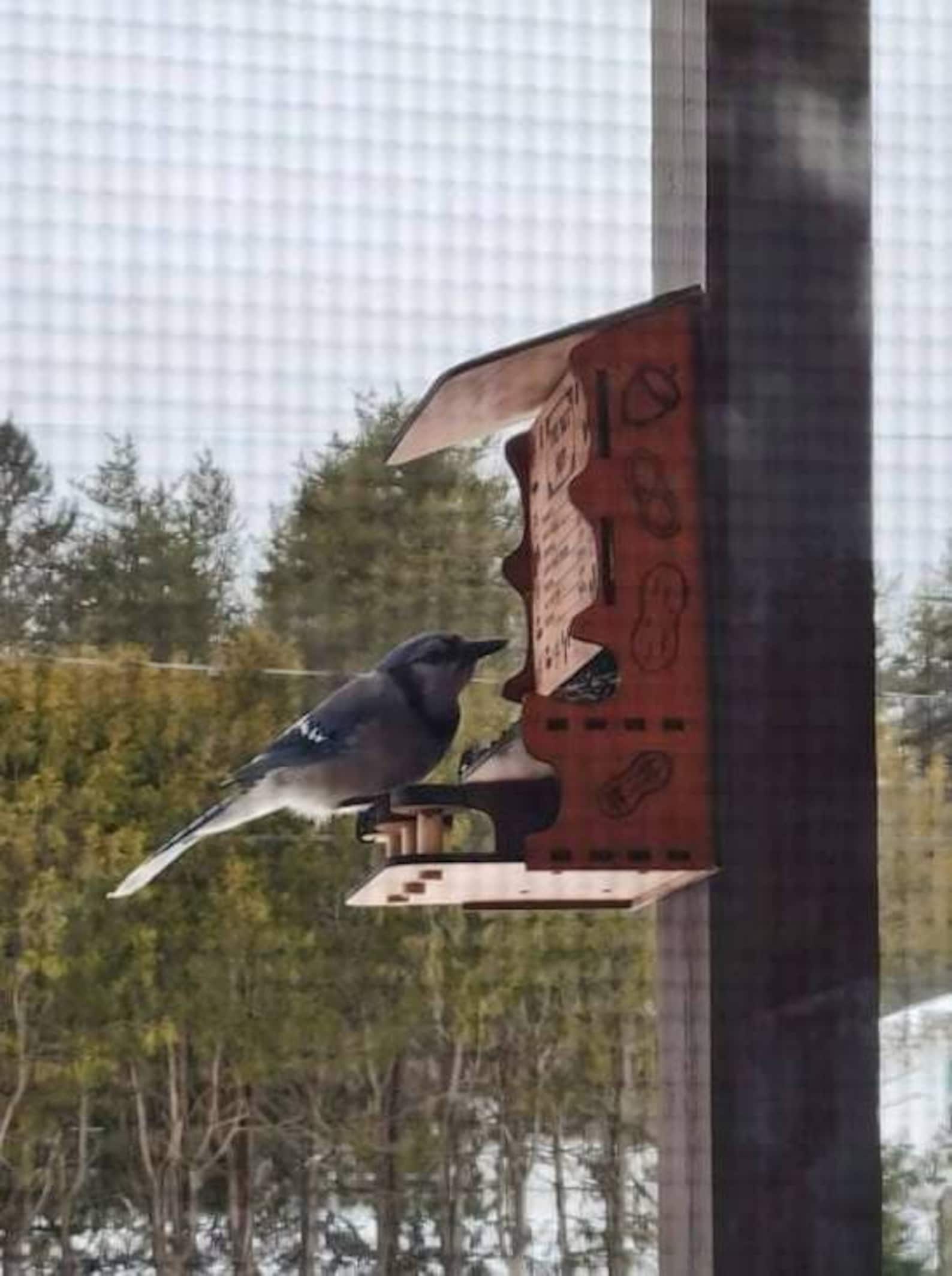 Nut Hut Squirrel Feeder (digital Download) - Etsy