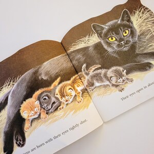 The Kitten Book by Jan Pfloog Golden Super Shape Book 1968 Vintage ...