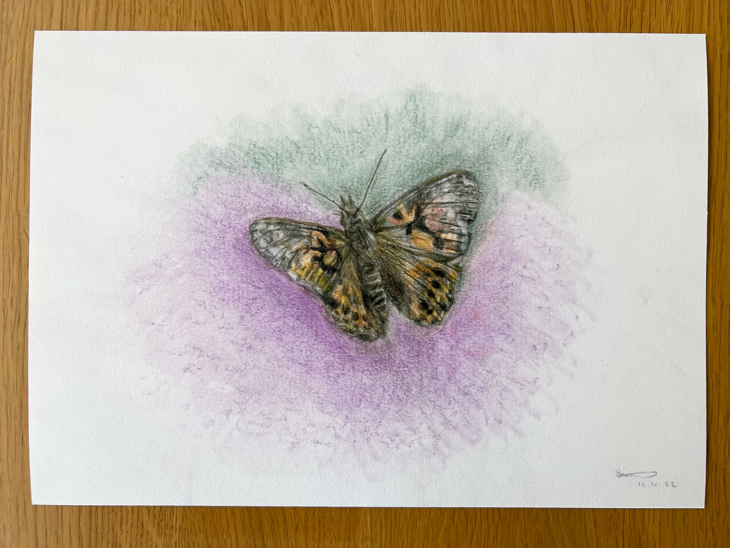 Detailed and Colourful Hand Drawn Realistic Butterfly Drawing Sketch ...