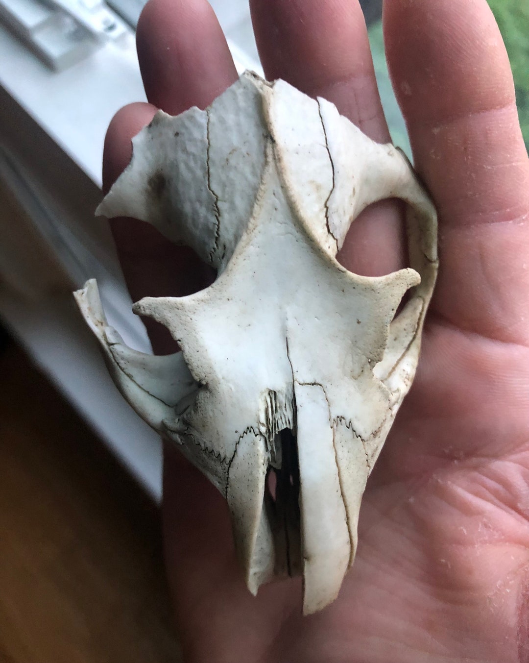 Nature Cleaned Woodchuck/groundhog Skull (marmota Monax) - Etsy