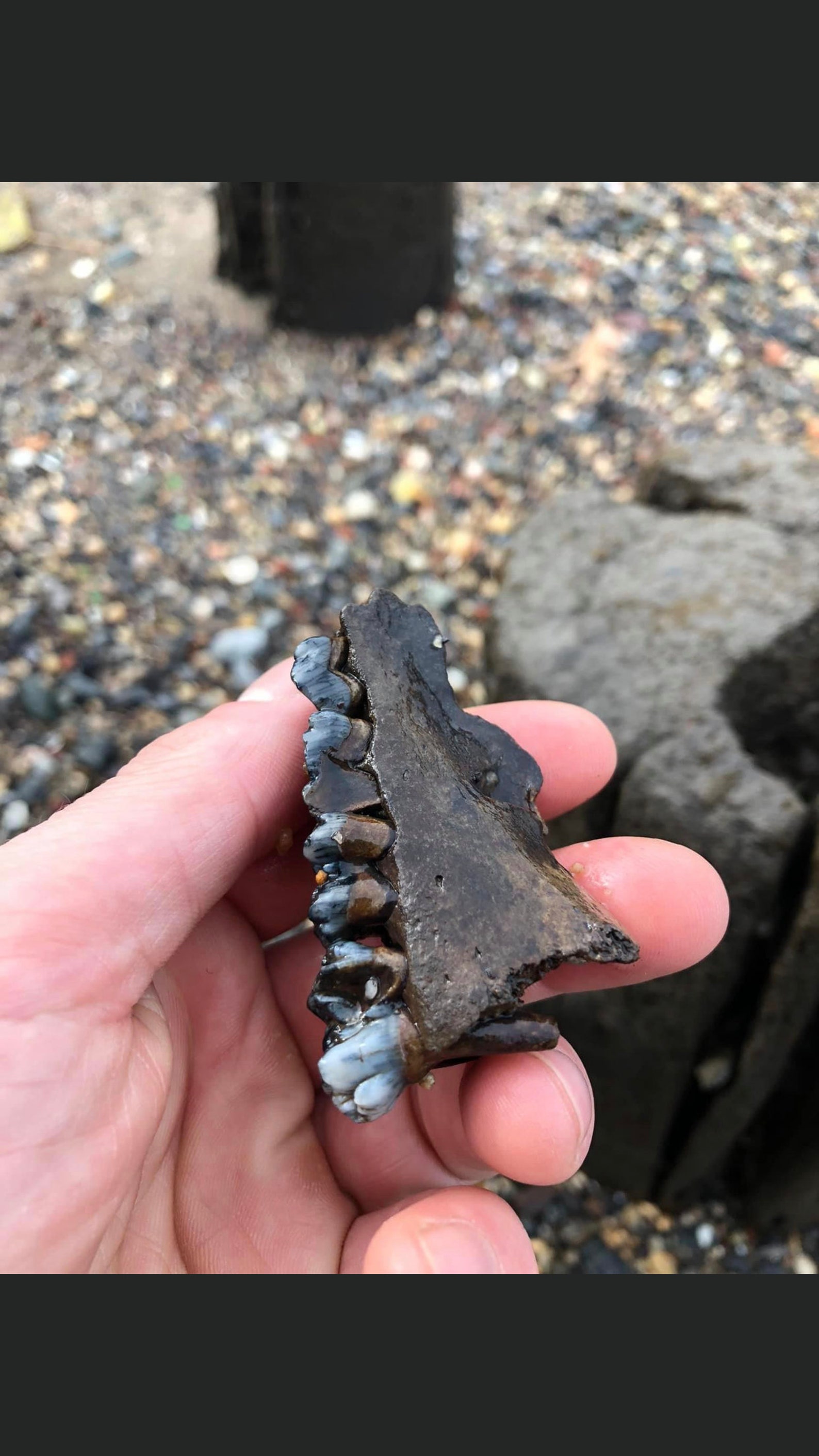 New York City Mudlarked Pig Jawbone Teeth Maxilla Bone Piece - Etsy