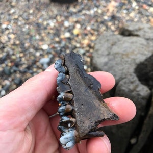 New York City Mudlarked Pig Jawbone Teeth Maxilla Bone Piece - Etsy
