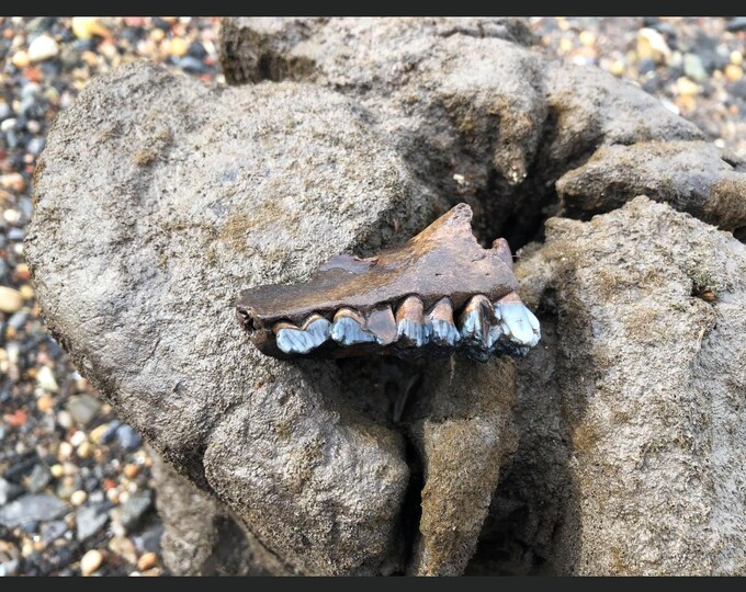New York City Mudlarked Pig Jawbone Teeth Maxilla Bone Piece - Etsy