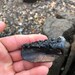New York City Mudlarked Pig Jawbone Teeth Maxilla Bone Piece - Etsy