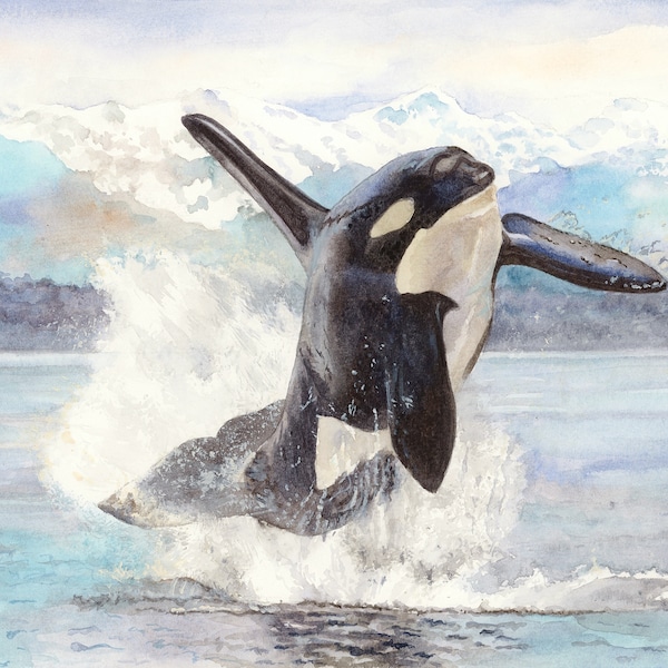 Orca Watercolor Wall Art - Etsy