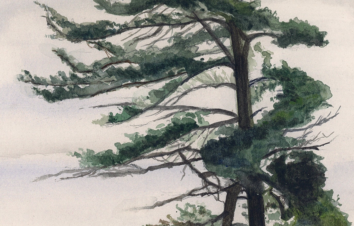 White Pine Tree Painting, Landscape Art, Watercolor Painting, Canadian ...
