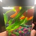 Mini Goldfish Aquarium (back to School Gift for Students) - Etsy