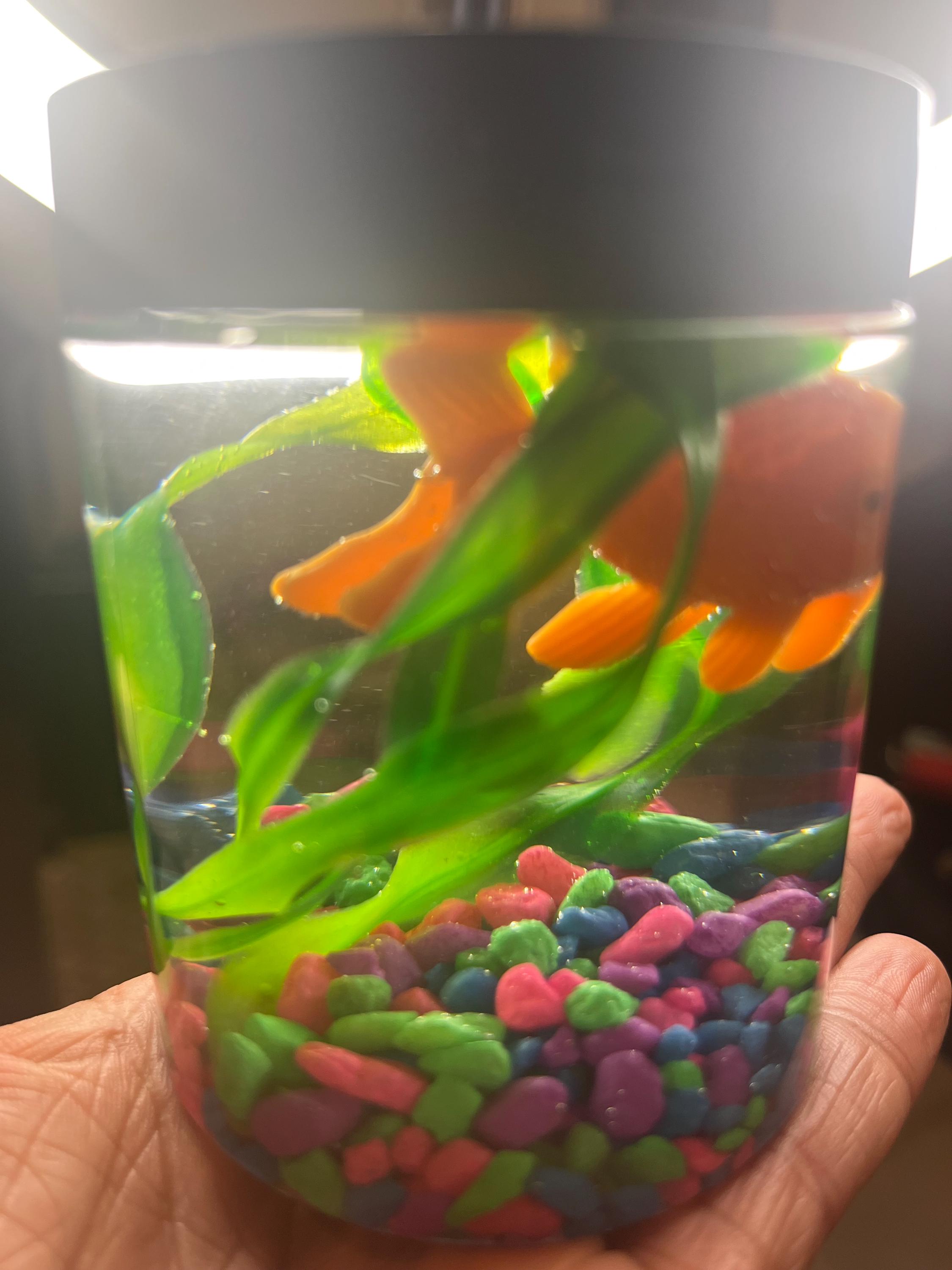 Mini Goldfish Aquarium (back to School Gift for Students) - Etsy