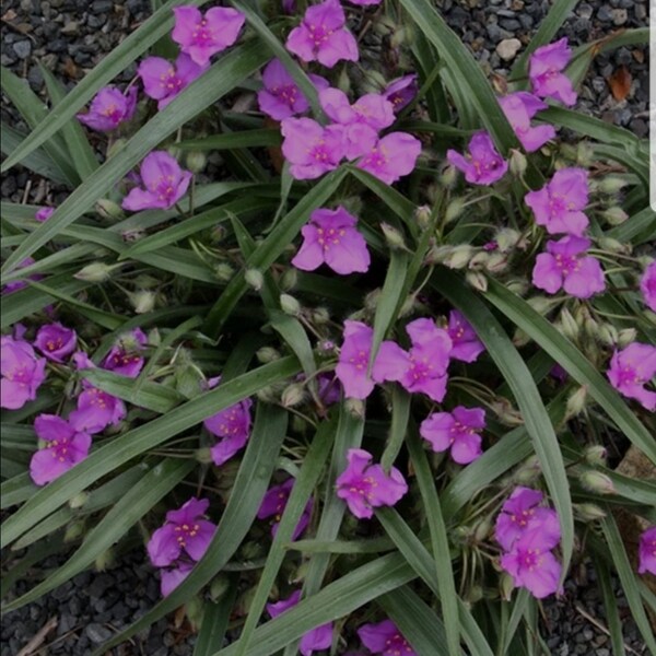 Spiderwort - Etsy