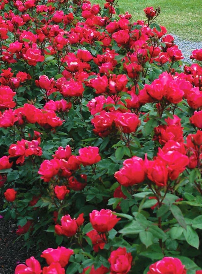 Red Double Knockout Rose Bush Cuttings Organic Clean Cuts Pest Free ...