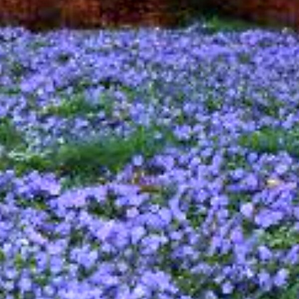 Periwinkle Plant - Etsy