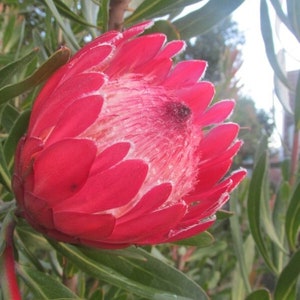 Protea Red Ice one Gallon - Etsy