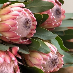 Protea Susara one Gallon - Etsy