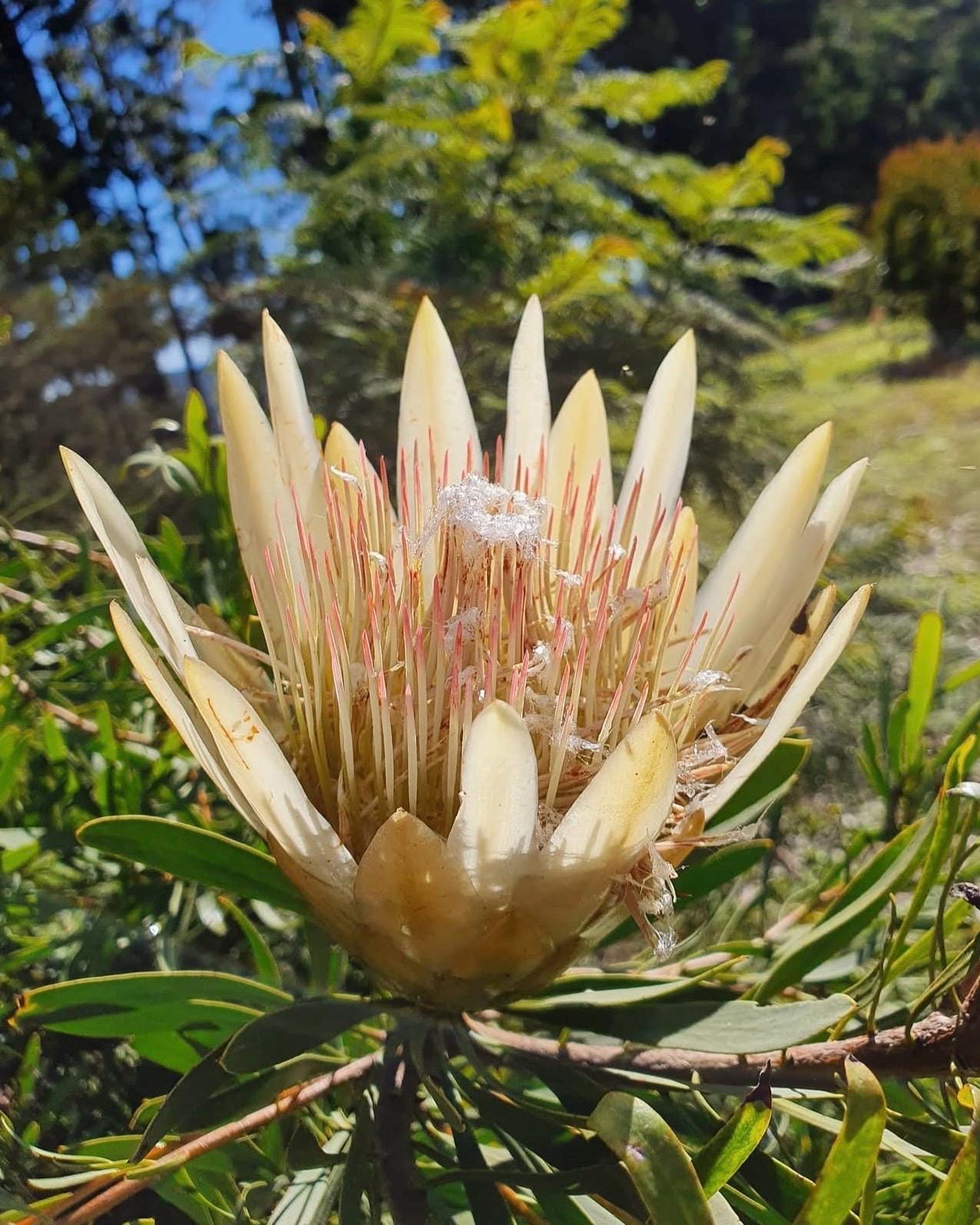 Protea Repens White one Gallon - Etsy