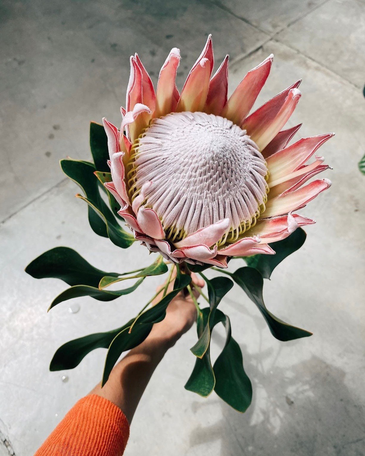 King Protea one Gallon - Etsy