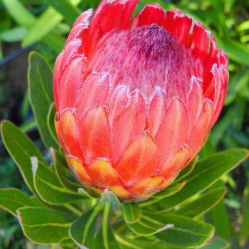 ONE Leucadendron Winter Red Protea 1gal LIVE ROOTED Plant - Etsy
