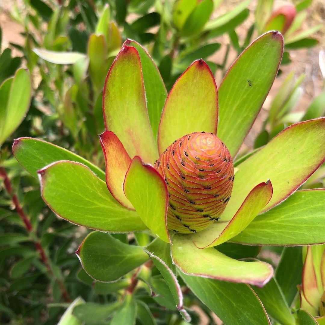 Protea Leucadendron Safari Goldstrike Live Plant (1 Gallon) - Etsy