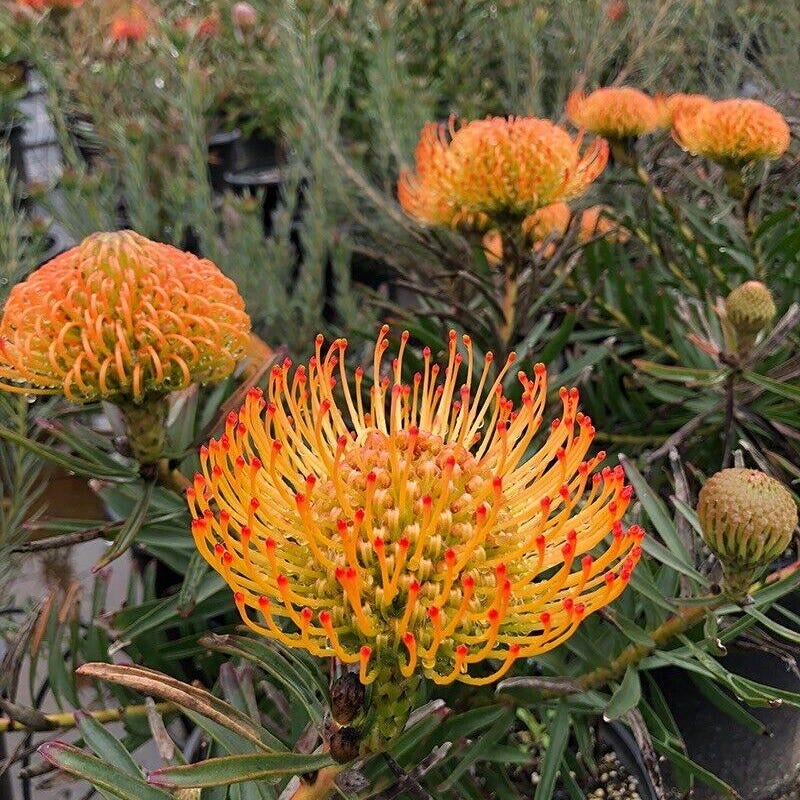 Leucospermum Plant - Etsy