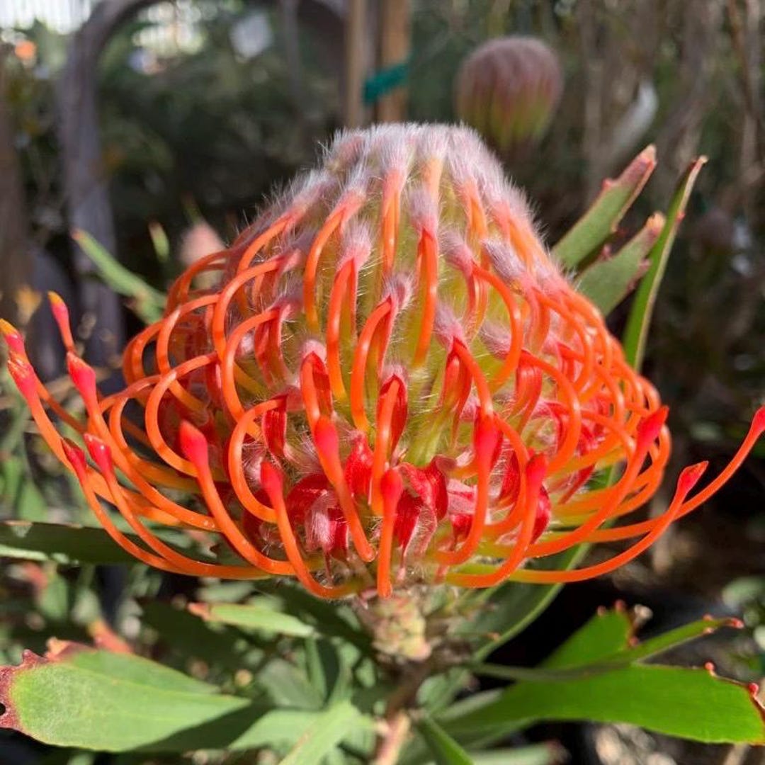 Protea Leucospermum Tango Live Plant (1 Gallon) - Etsy