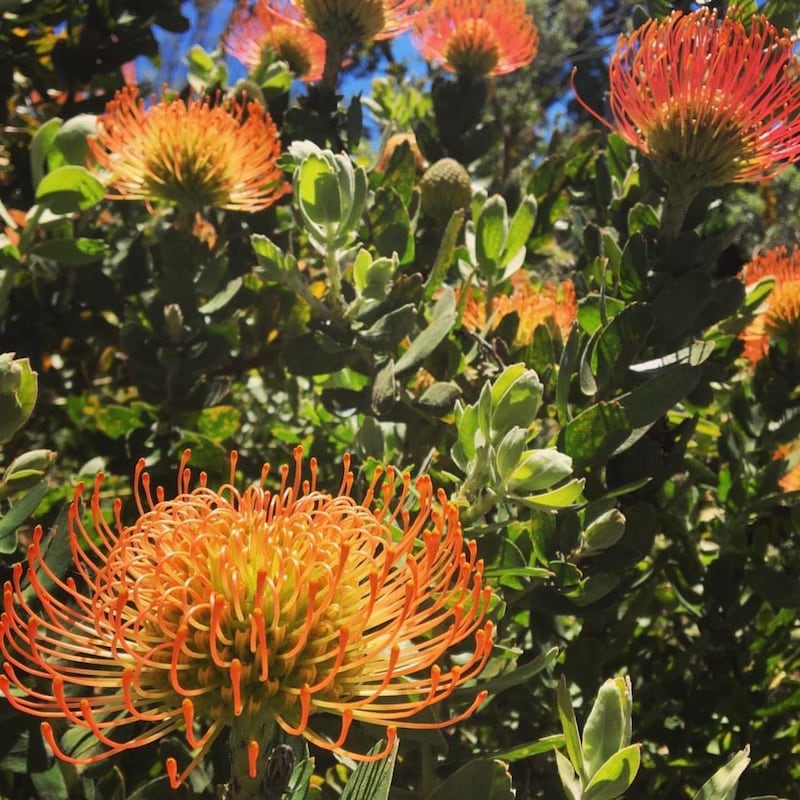 Leucospermum Plant - Etsy